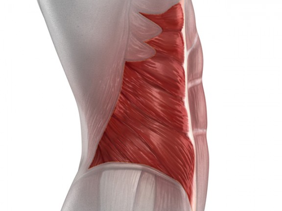 Anatomie des Abdominaux - Fitness Heroes